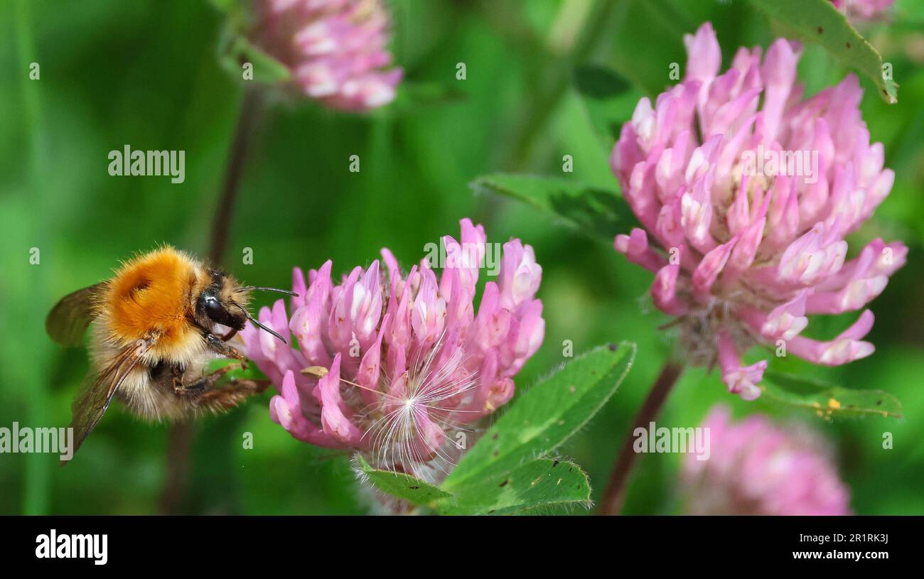 15 may 2023 hi-res stock photography and images - Alamy
