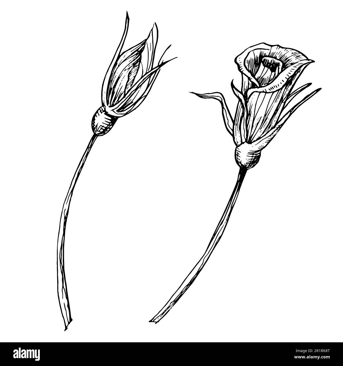 Rose Flower Buds. Hand drawn vector illustration on isolated background ...