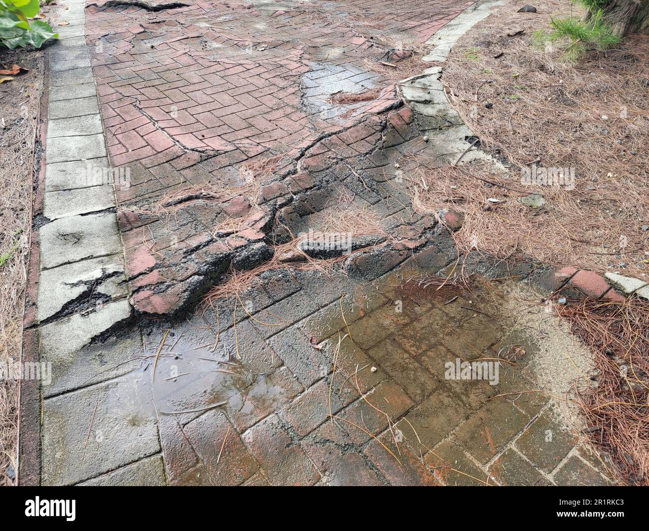 Root trail hi-res stock photography and images - Alamy