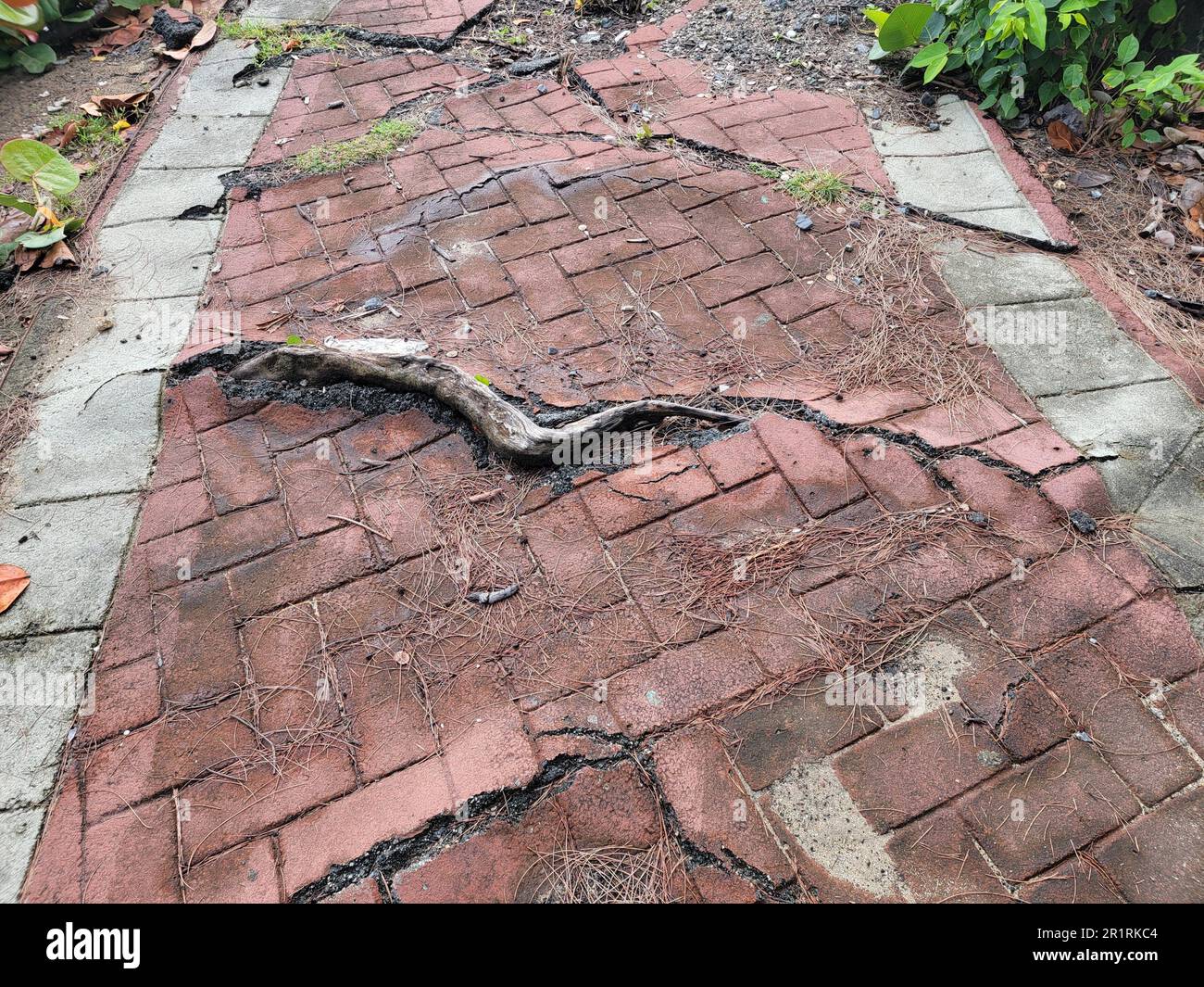 Root trail hi-res stock photography and images - Alamy