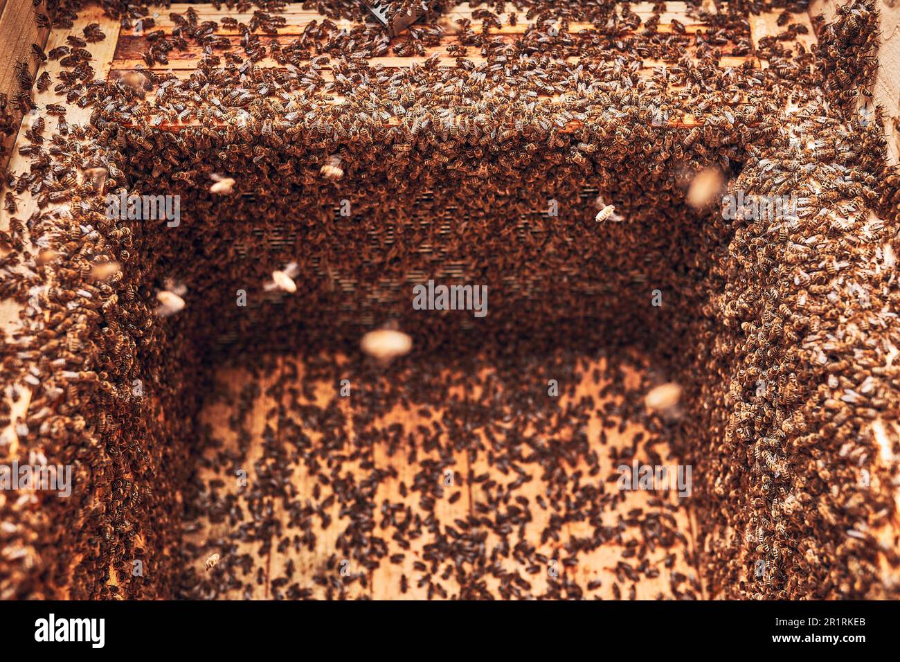 Inside bee hive hi-res stock photography and images - Alamy