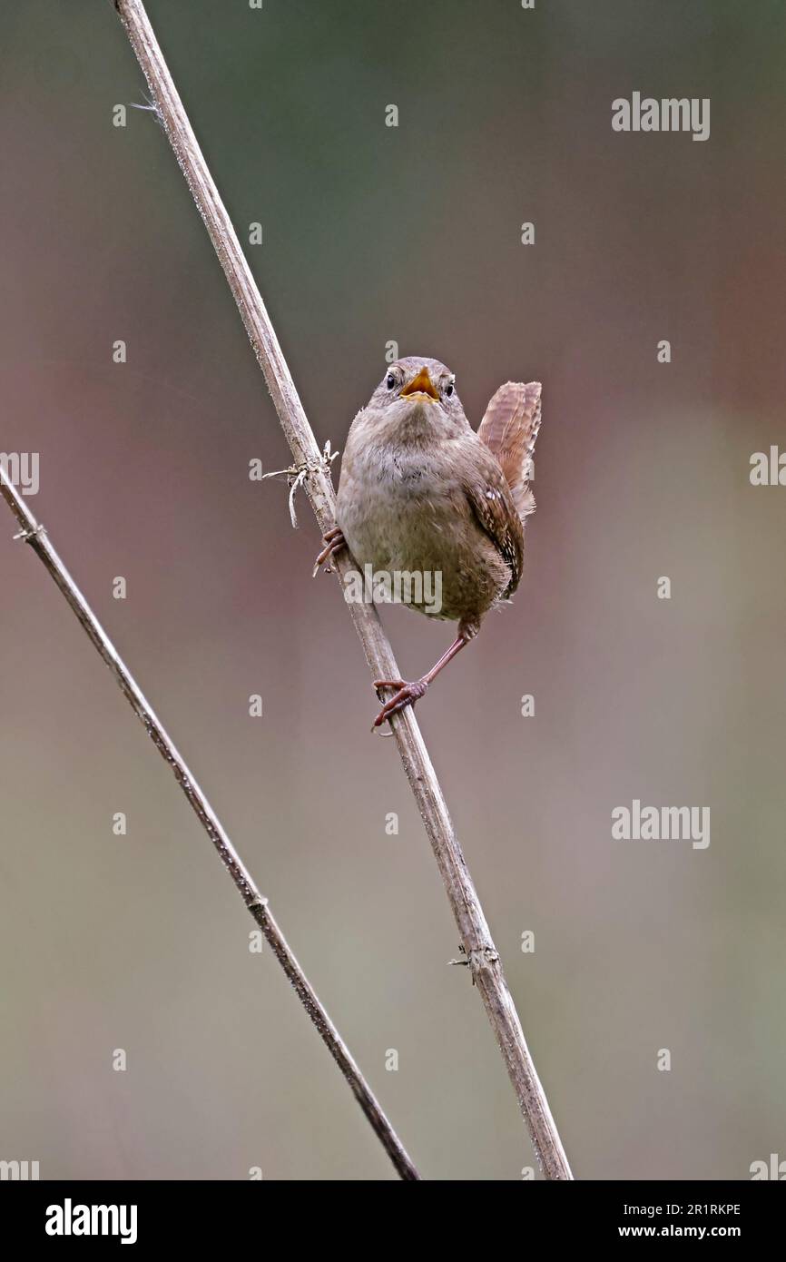 Winter Wren singing at Nags head RSPB Reserve Gloucestershire UK Stock ...