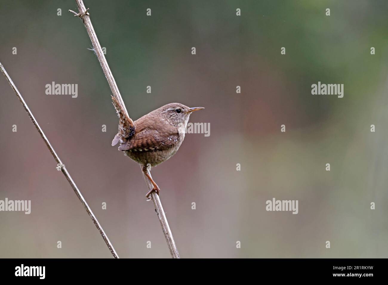 Winter Wren at Nags head RSPB Reserve Gloucestershire UK Stock Photo ...