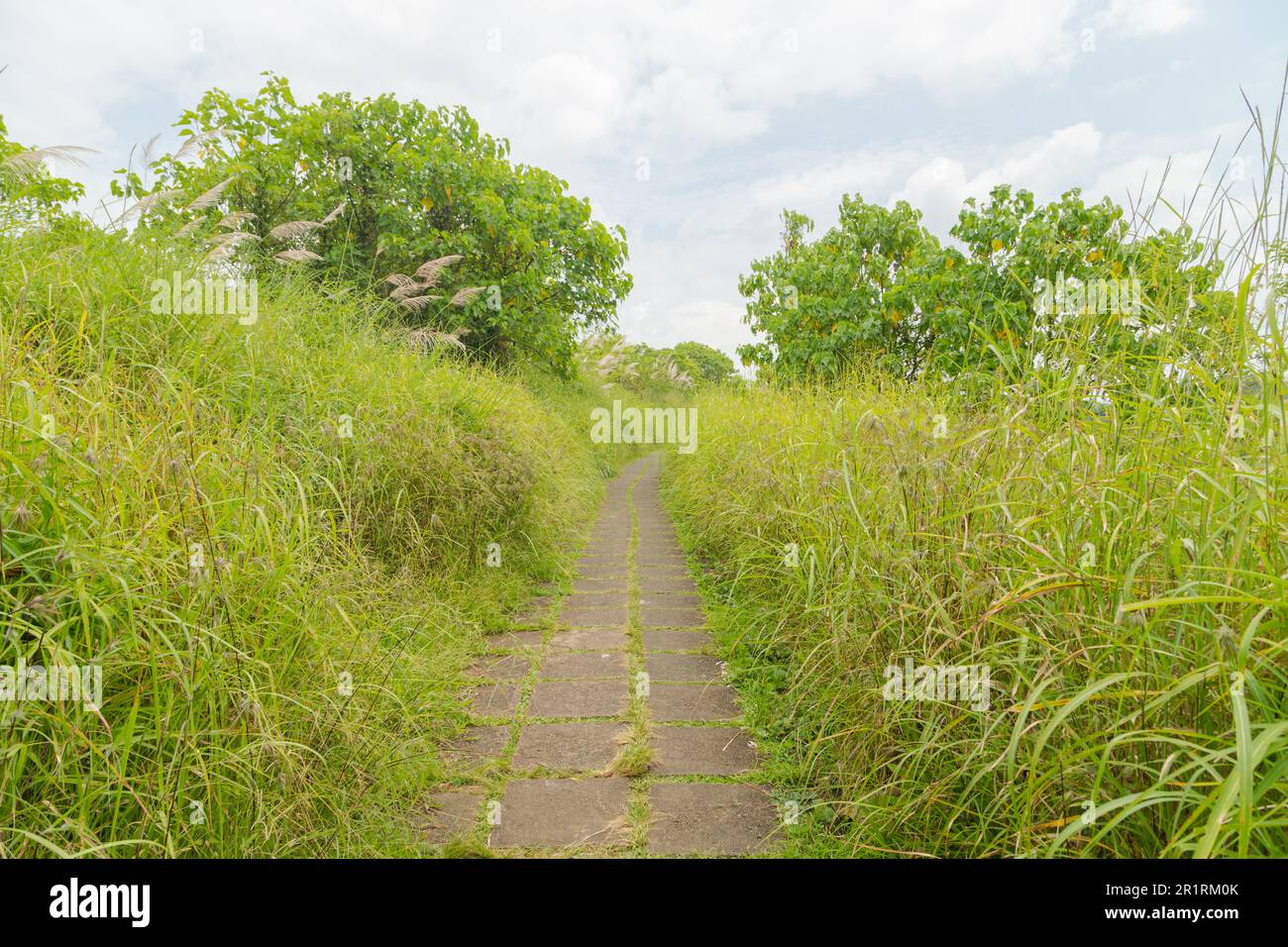 Campuhan ridge walk, Bali, Indonesia, track on the hill with grass ...