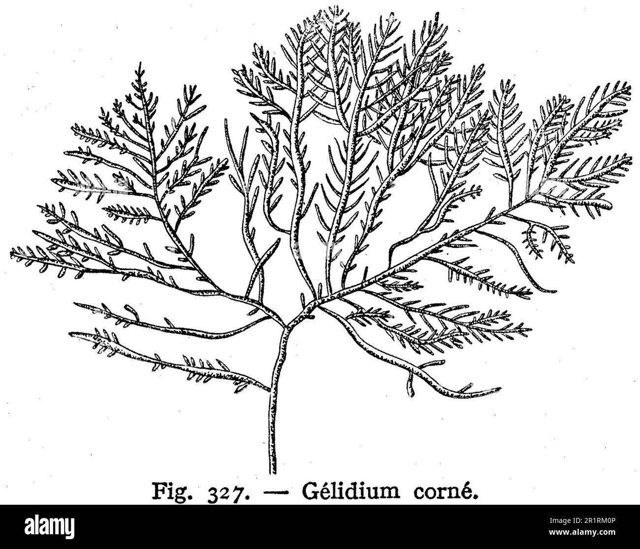 Algues hi-res stock photography and images - Alamy