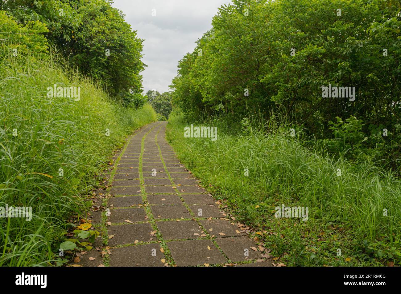 Campuhan ridge walk, Bali, Indonesia, track on the hill with grass ...