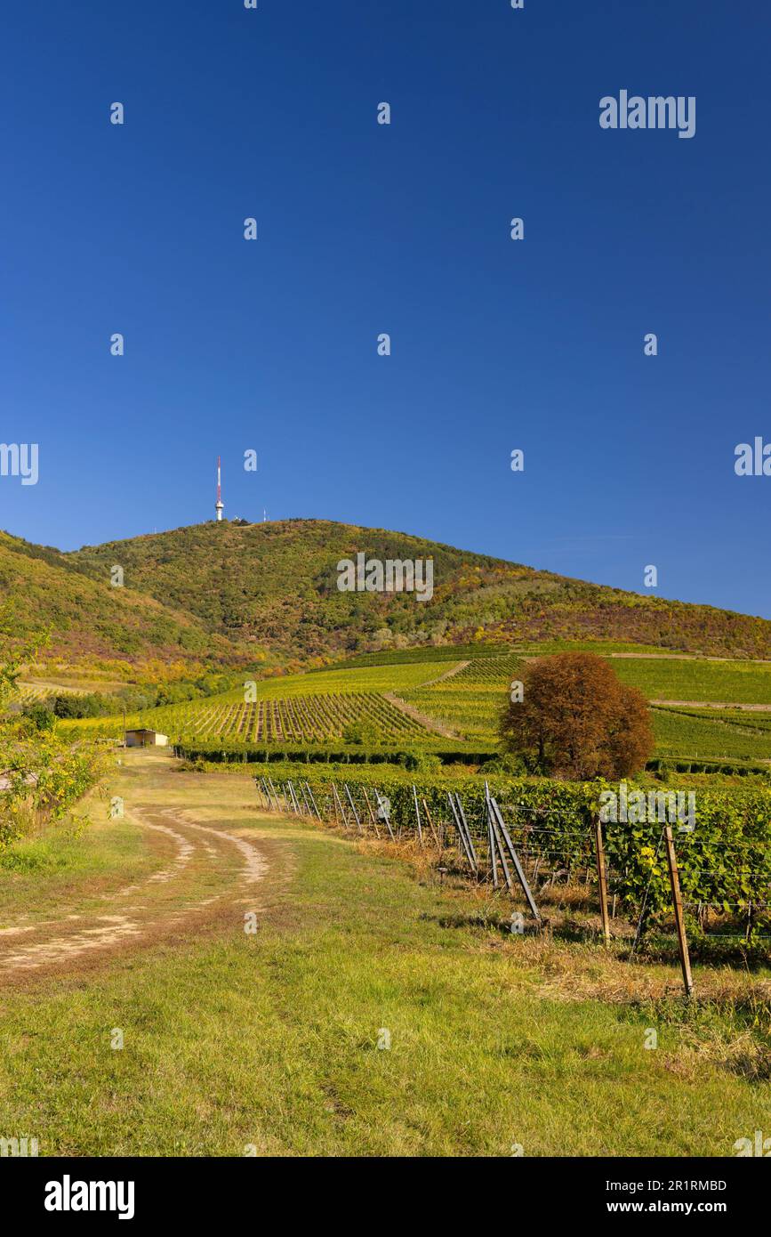 Tokaji hegy hi-res stock photography and images - Alamy