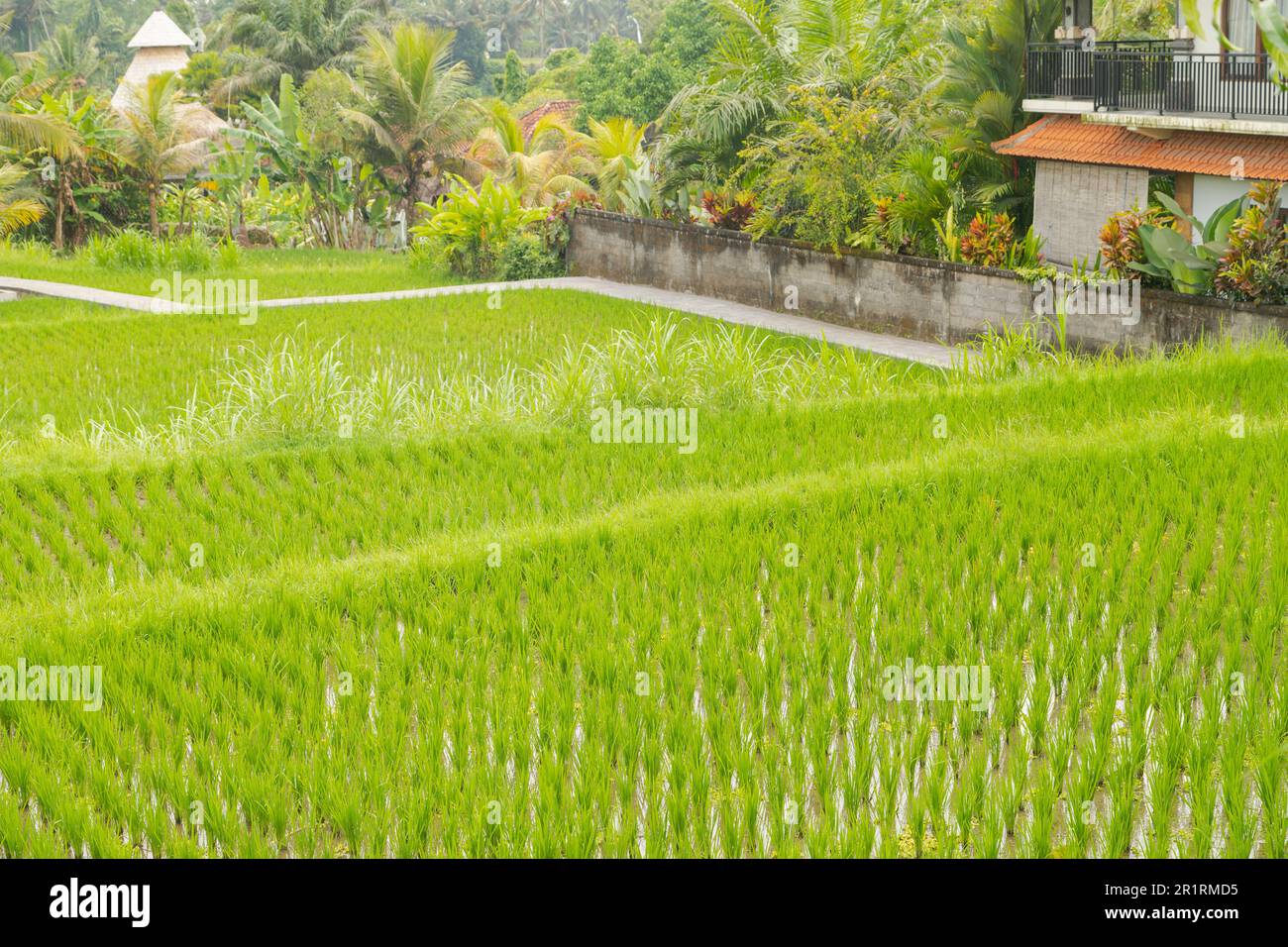 Rice terraces, Campuhan ridge walk, Bali, Indonesia, track on the hill ...