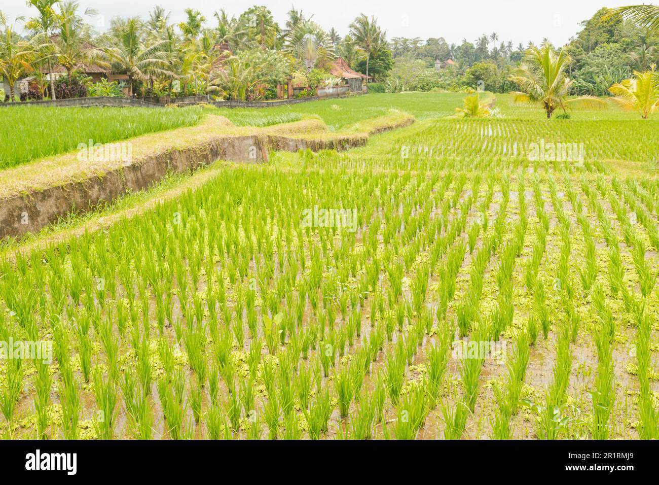 Rice terraces, Campuhan ridge walk, Bali, Indonesia, track on the hill ...