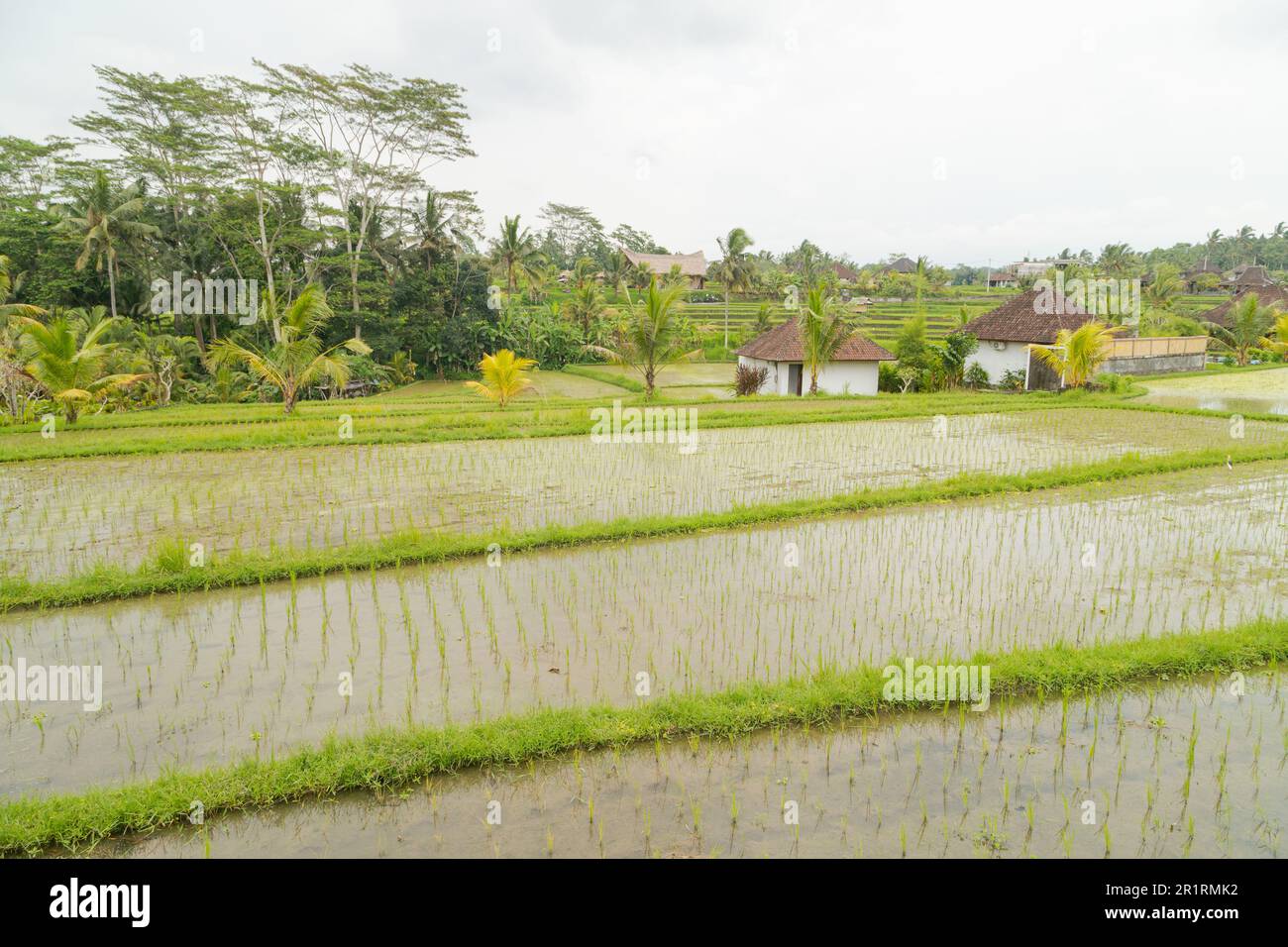 Rice terraces, Campuhan ridge walk, Bali, Indonesia, track on the hill ...