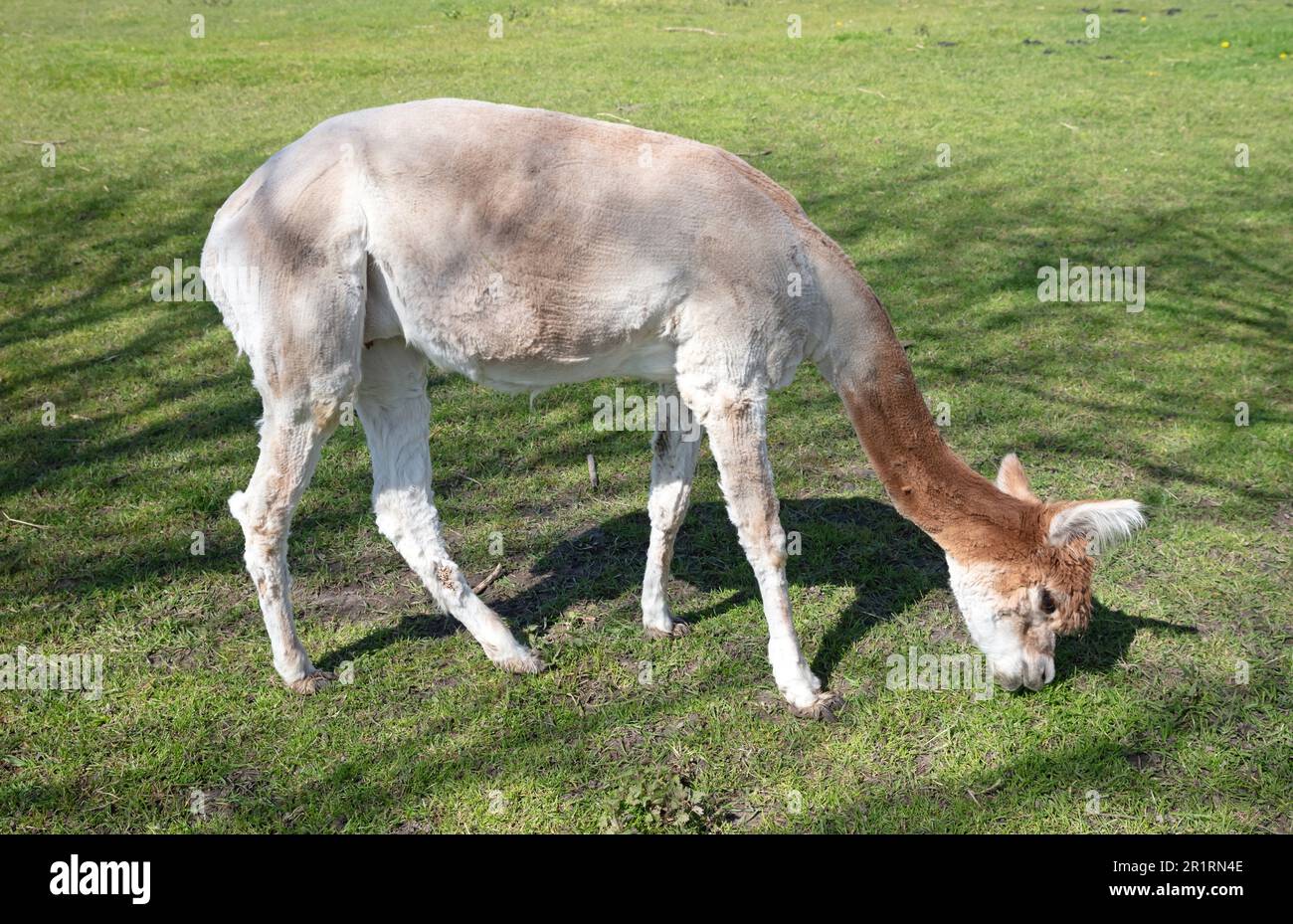 Adult alpaca standing in a field, selective focus Stock Photo - Alamy