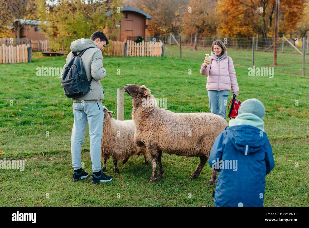 Little caucasian boy feeding ram in a farm. Ram eating grains of cereal ...