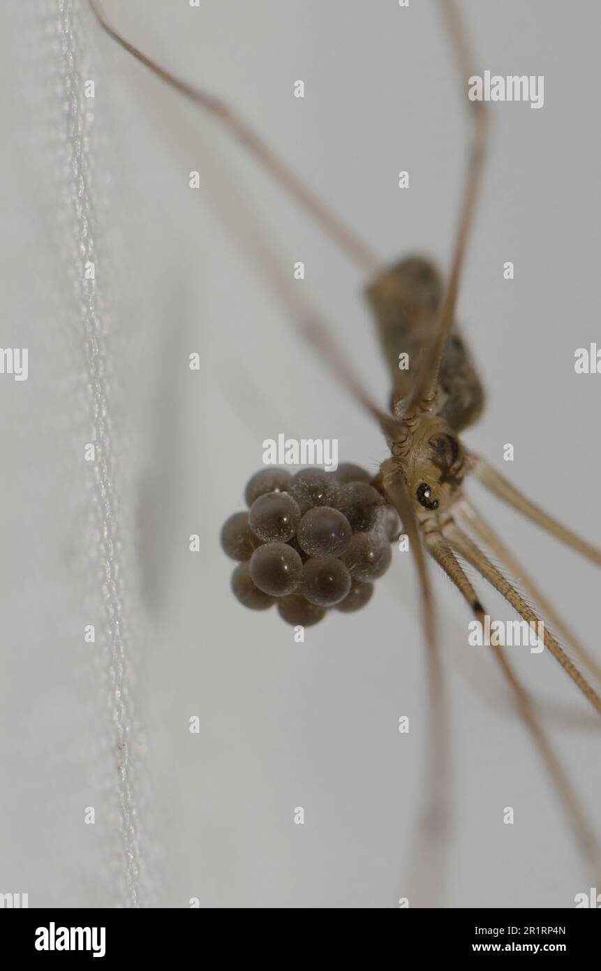 Opiliones with her egg laying. Pajonales. Integral Natural Reserve of ...