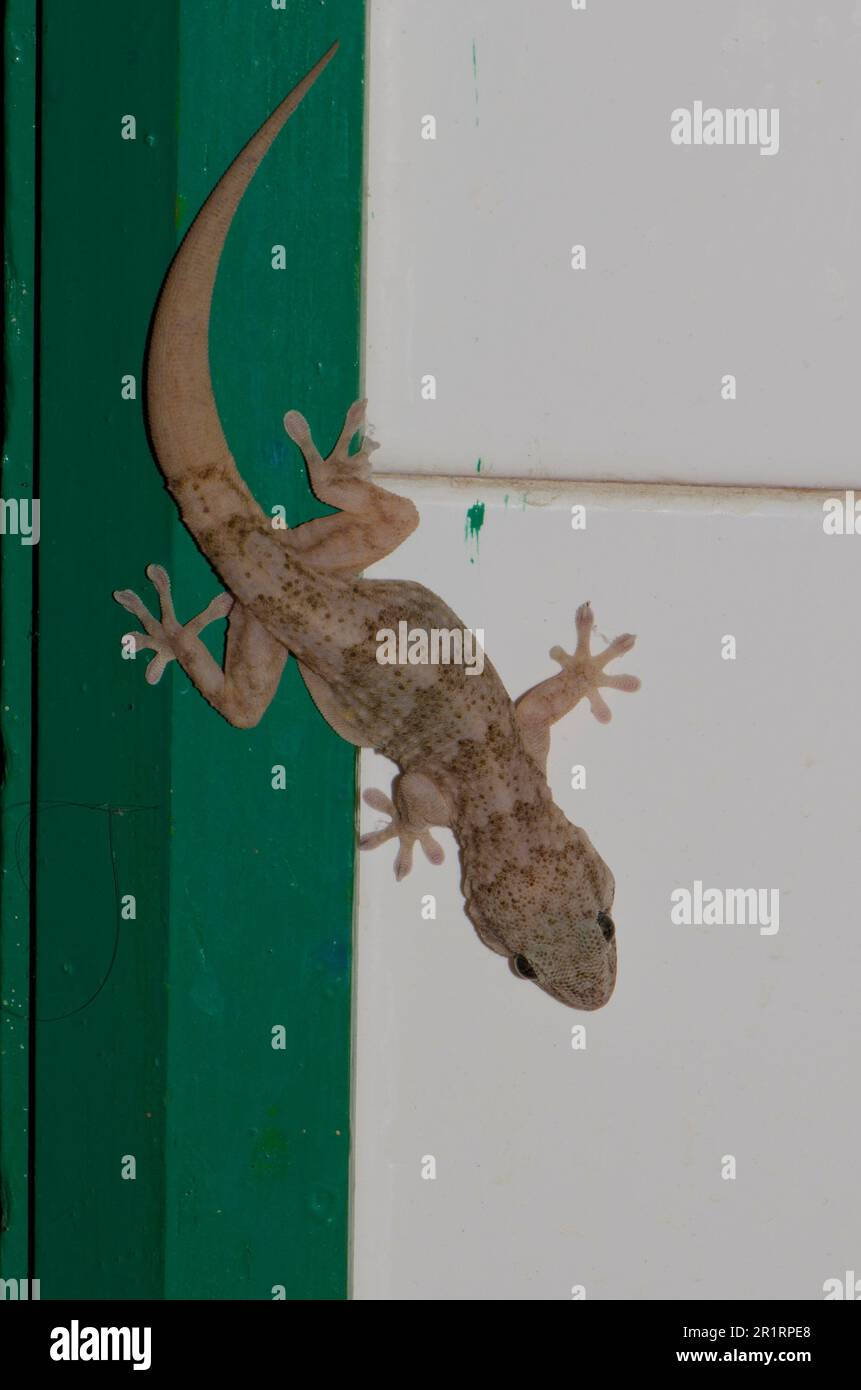 Tarentola boettgeri boettgeri hi-res stock photography and images - Alamy