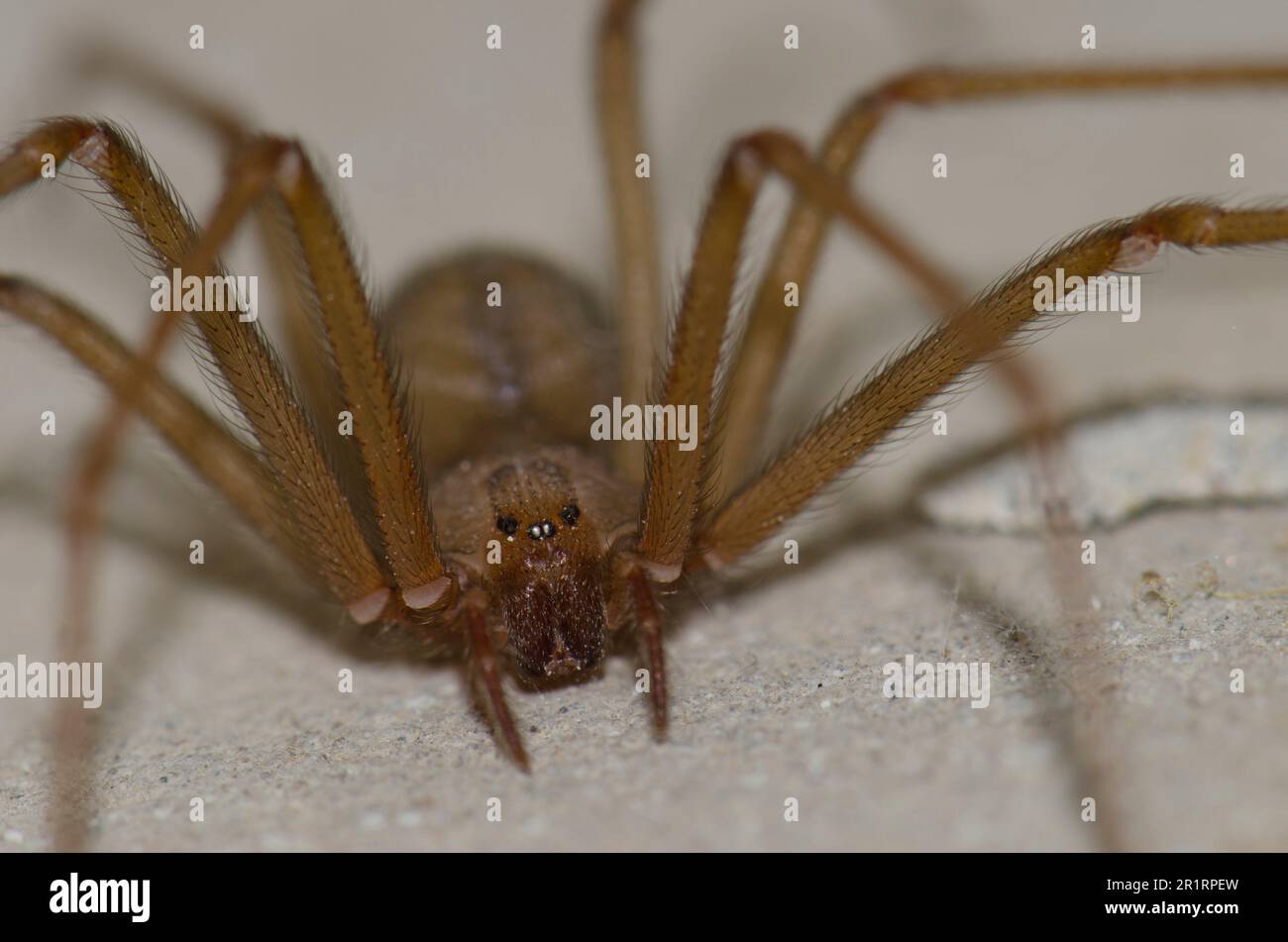 Recluse hi-res stock photography and images - Alamy