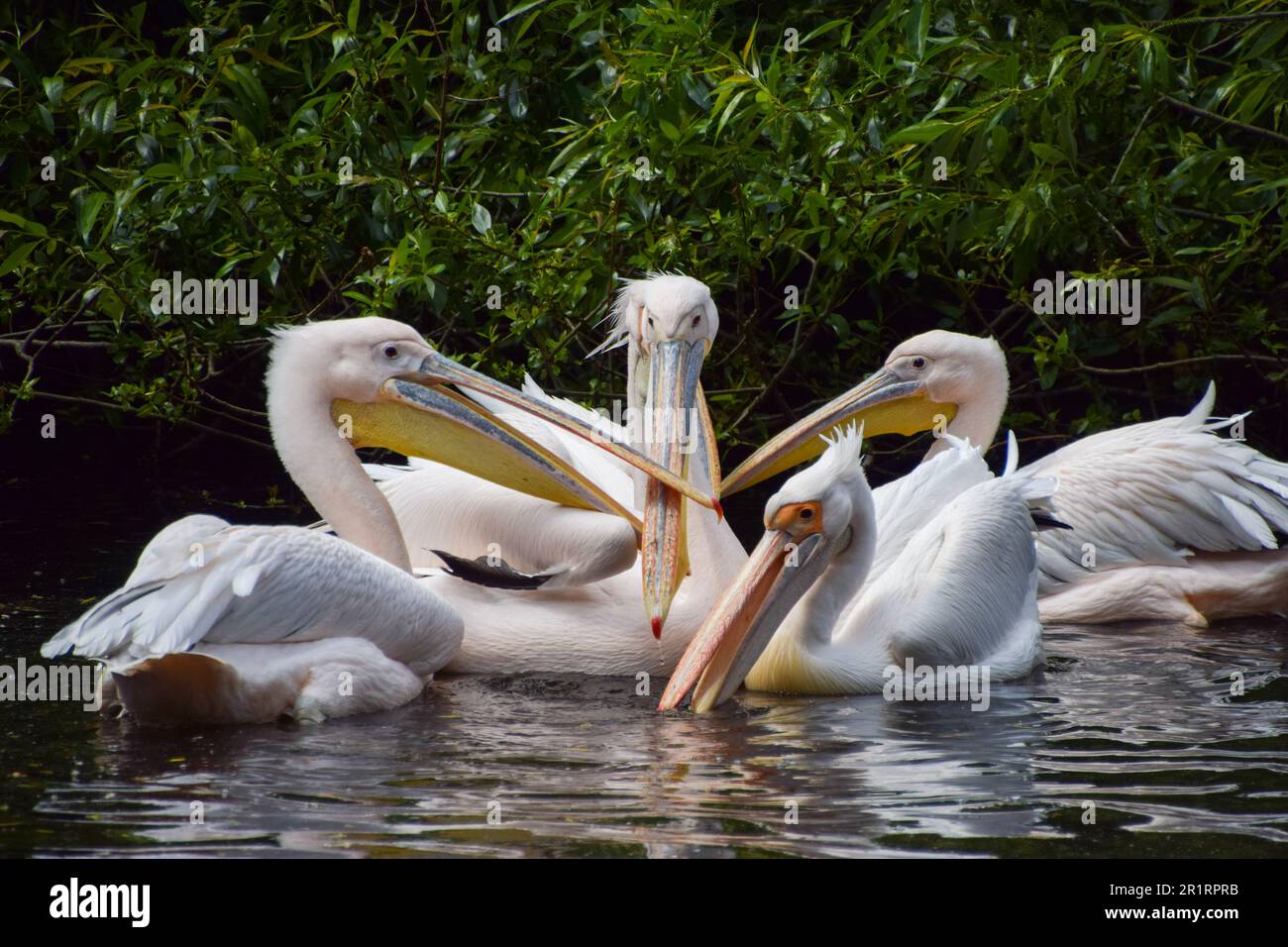 London, UK. 15th May 2023. The resident pelicans in St James’s Park ...