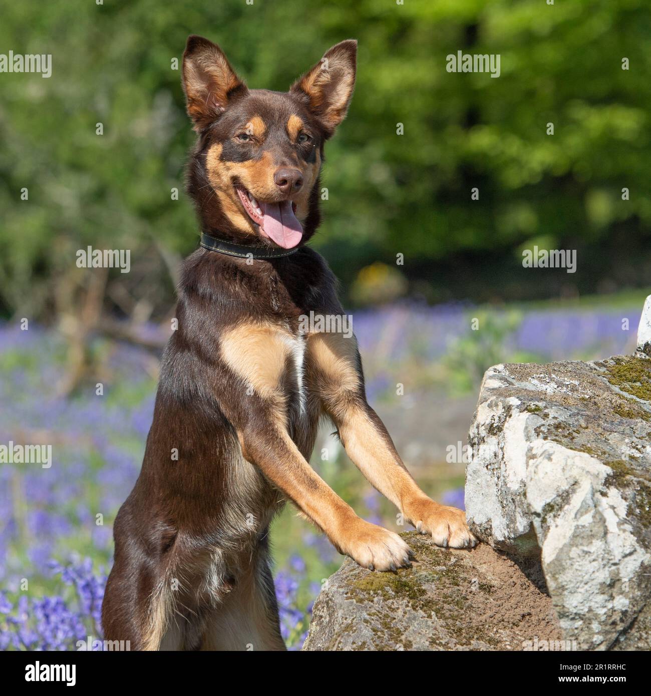 Australian kelpie dog Stock Photo - Alamy