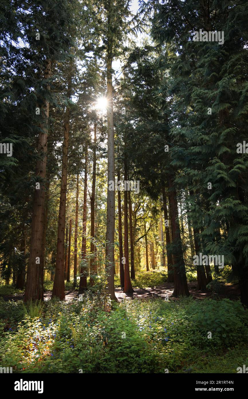 Warm dappled sunlight shining through tall trees in ancient woodland ...