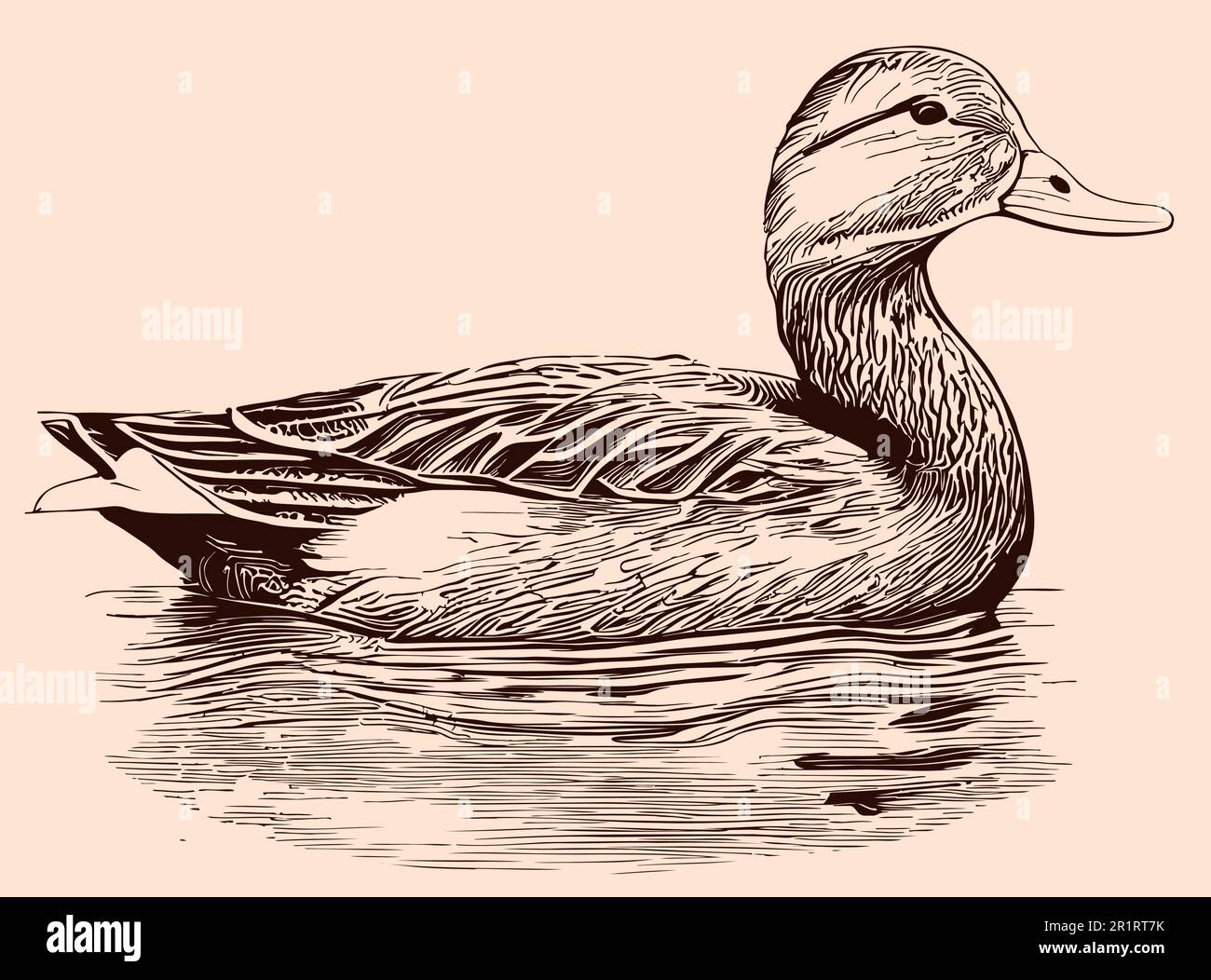 Wild Duck Drawings