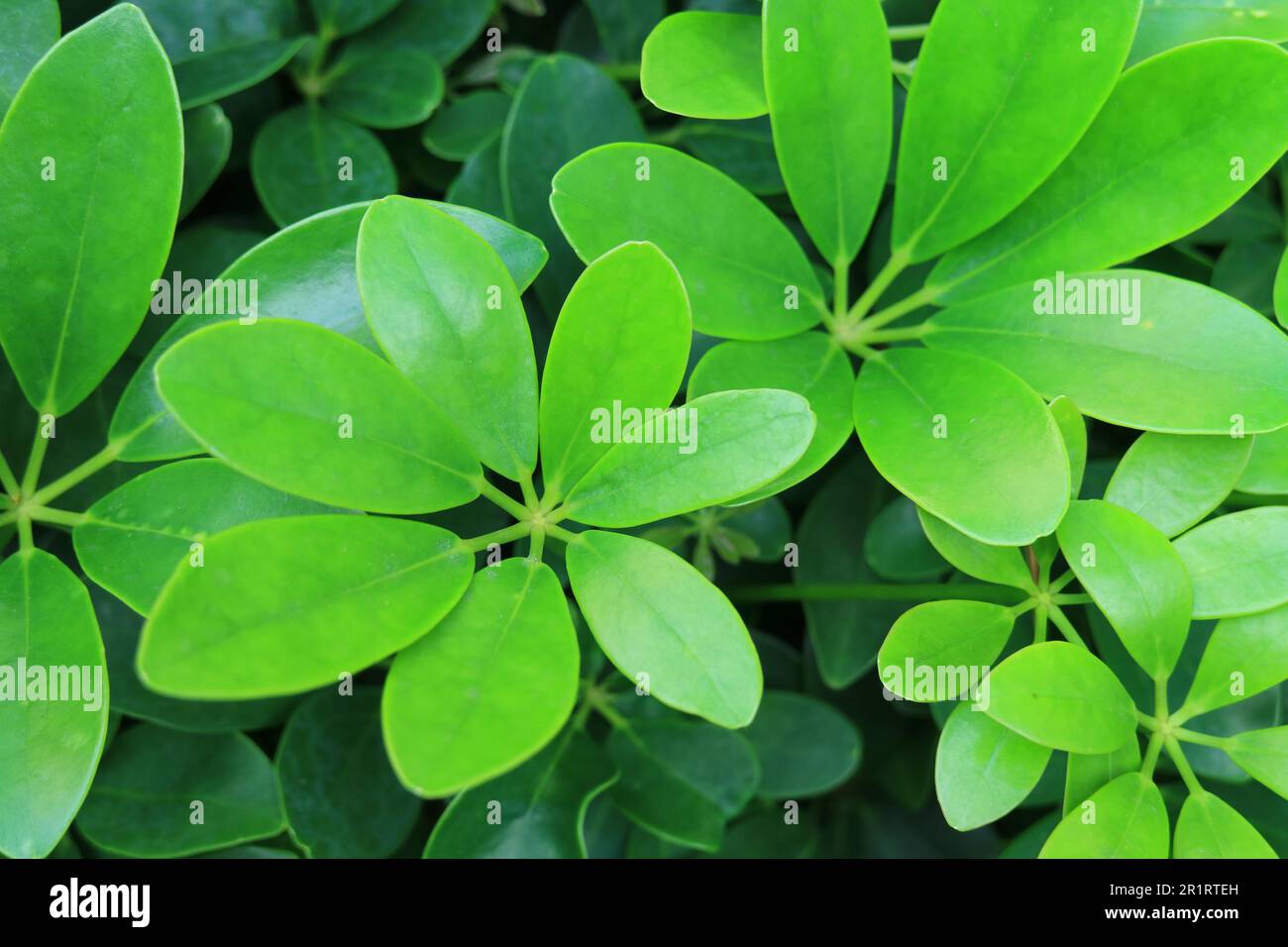 Vibrant Green Unique Leaves of Schefflera Arboricola or Umbrella Shrub ...