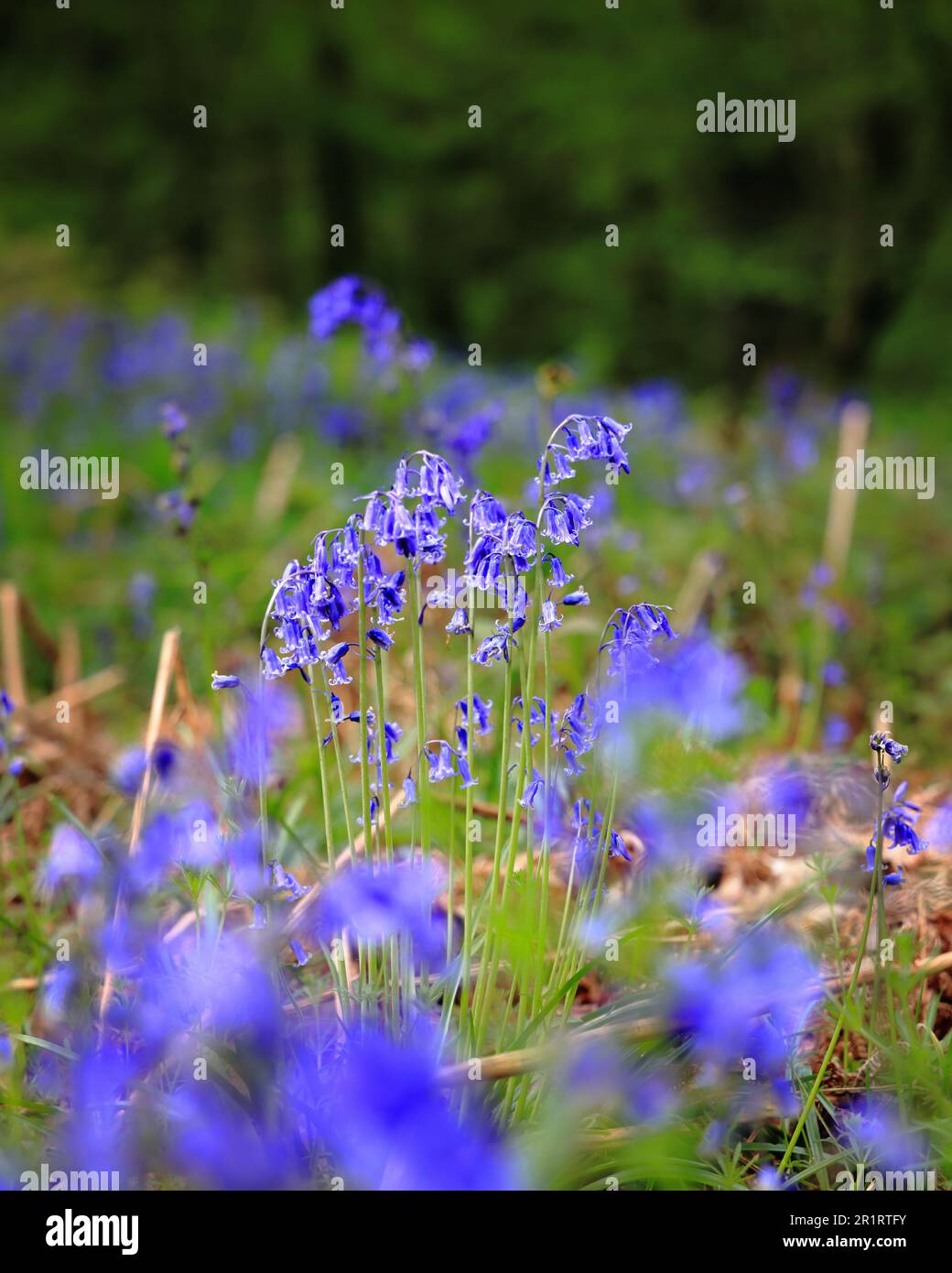 Bluebells growing on the forest floor in ancient woodland in Cheltenham ...