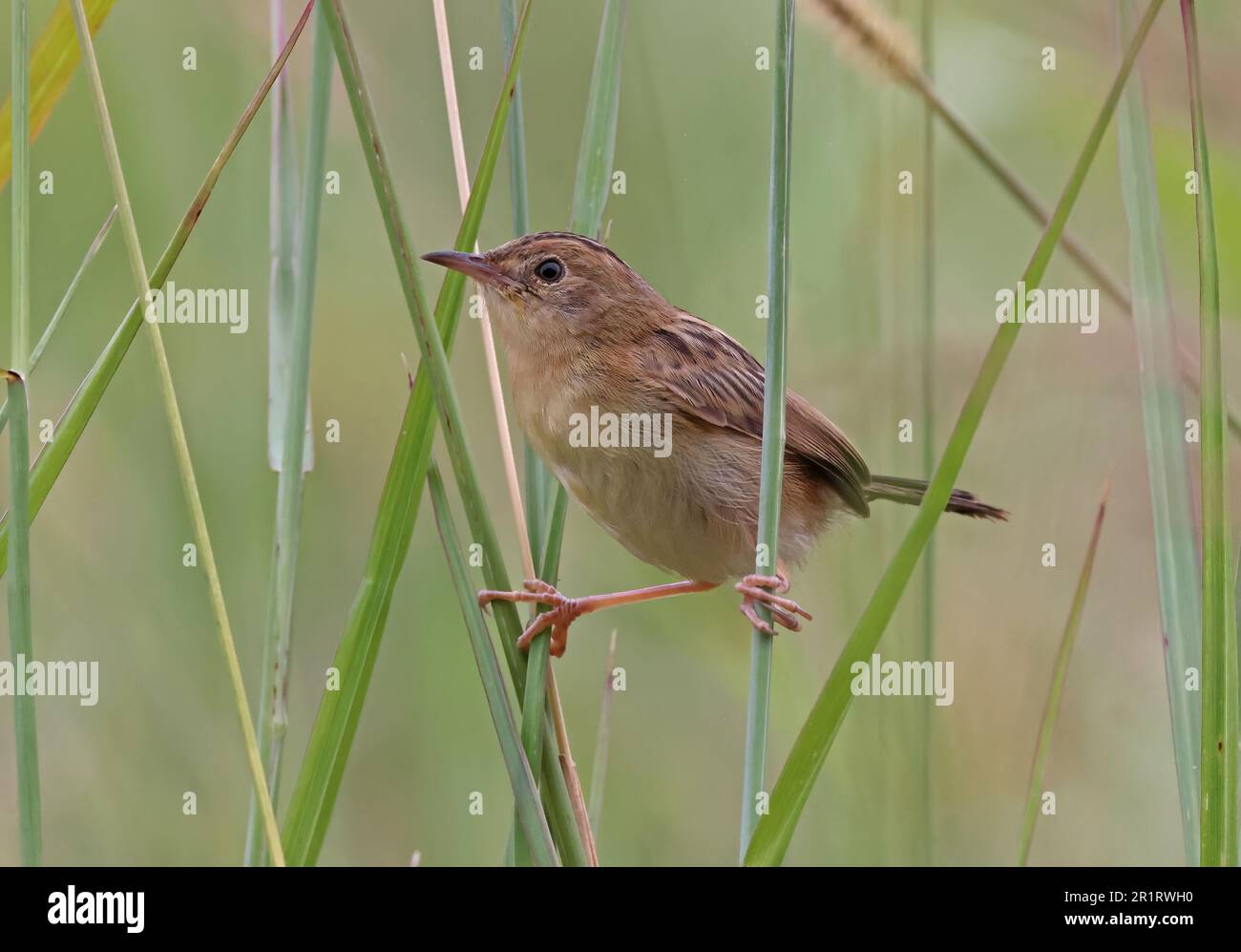 Golden-headed Cisticola (Cisticola exilis exilis) adult perched in rank ...