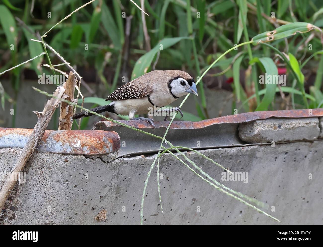 Old cattle trough hi-res stock photography and images - Alamy