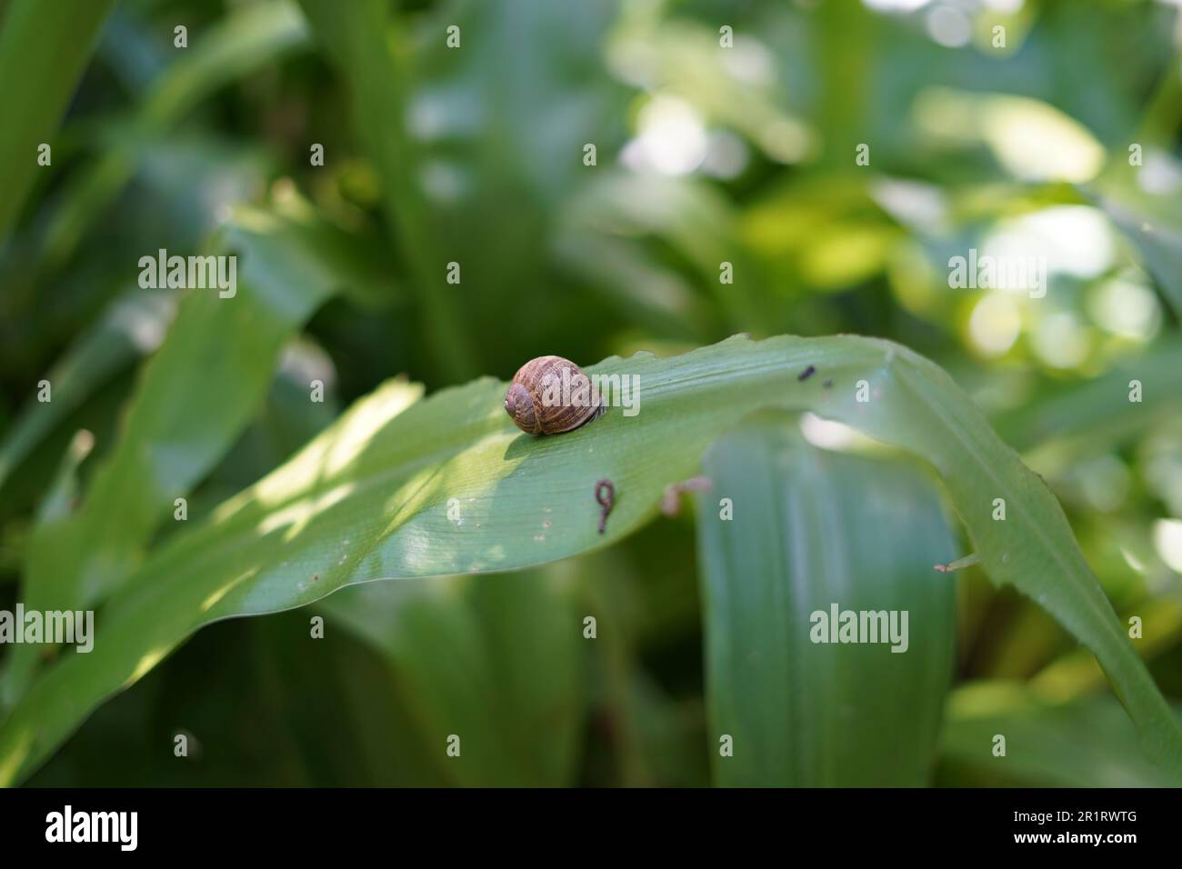 Closeup shot of a snail on top of a bright green leaf of a plant, with ...