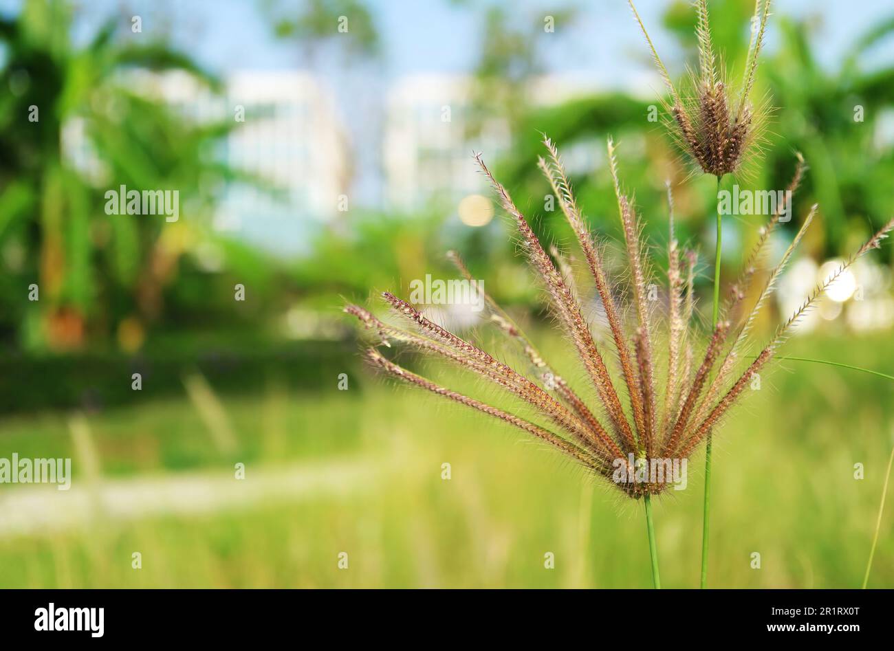 Feathery rhodes grass hi-res stock photography and images - Alamy
