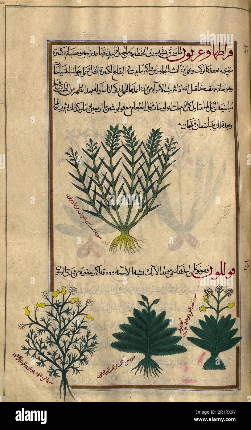 De materia medica of dioscorides hi-res stock photography and images ...