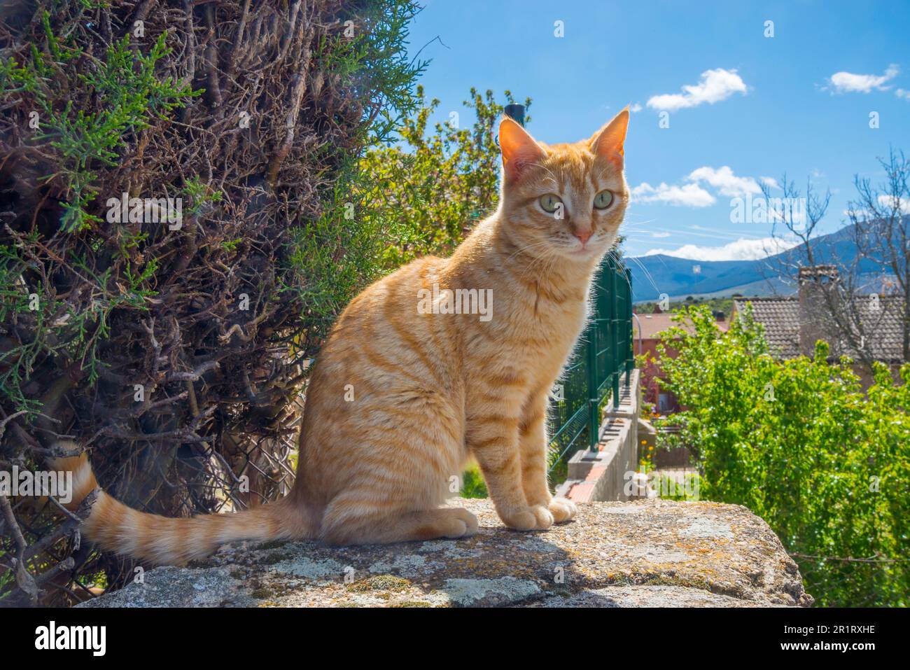 Orange tabby cat in a garden Stock Photo - Alamy