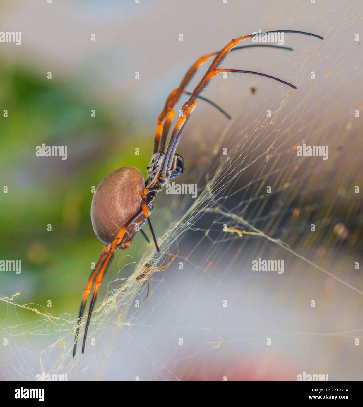 Australia and senegal hi-res stock photography and images - Alamy