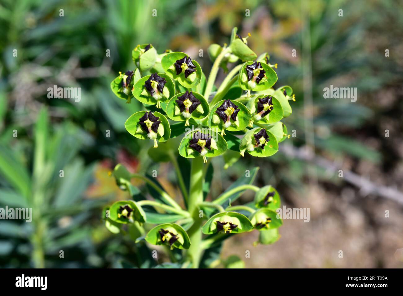 Mediterranean shrub hi-res stock photography and images - Alamy