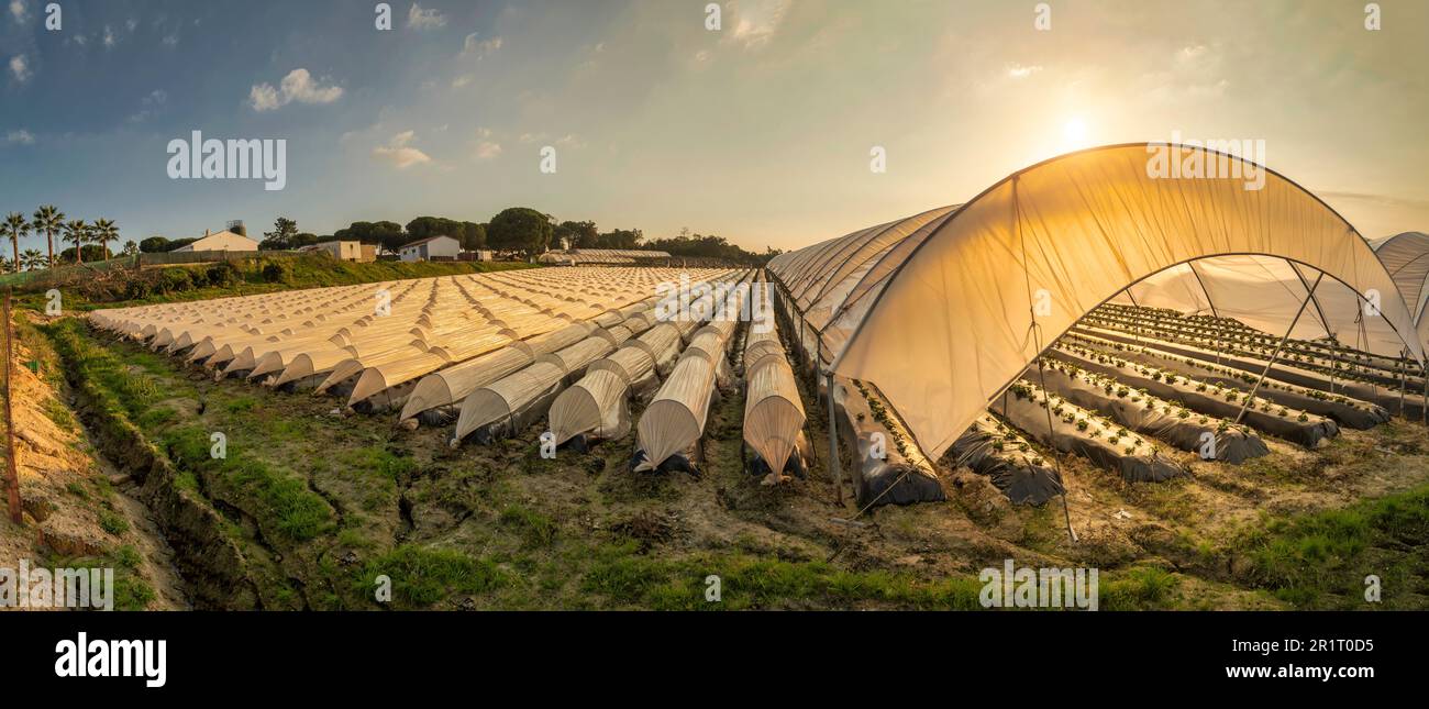 Strawberry greenhouses around Donana National Park, Huelva, Andalusia ...