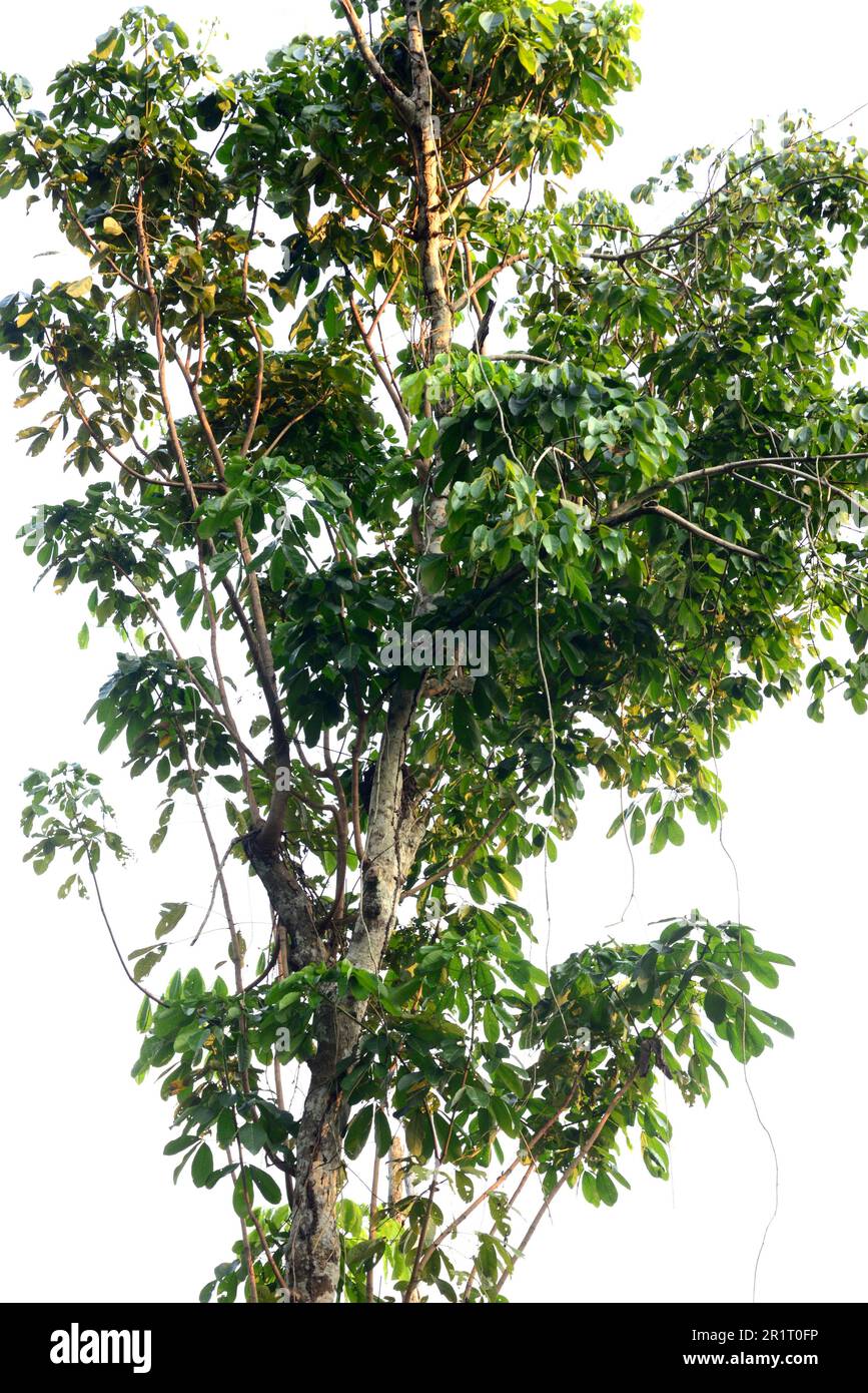 Amazon in brazil hi-res stock photography and images - Alamy