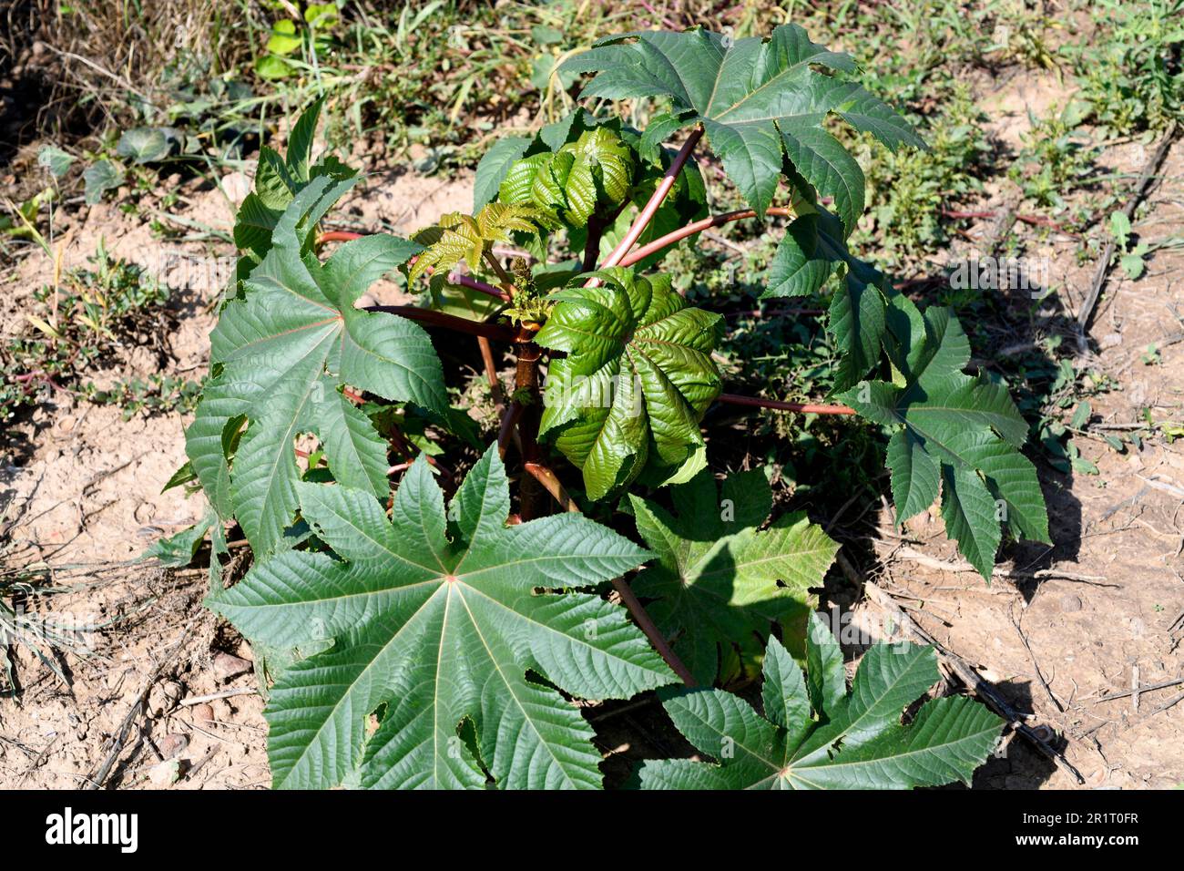 Castor bean ricinus communis hi-res stock photography and images - Alamy