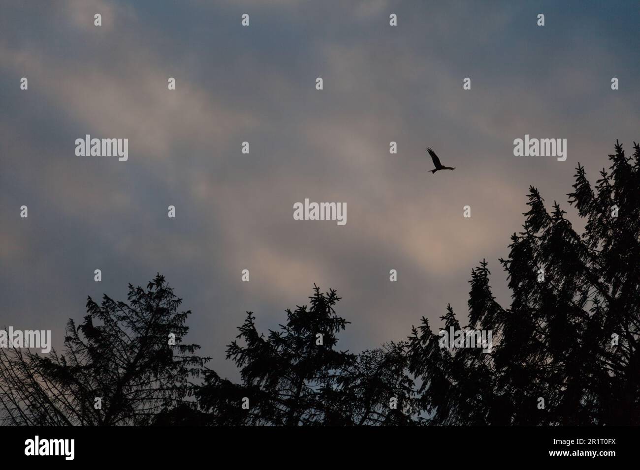 Eye flight to catch hi-res stock photography and images - Alamy