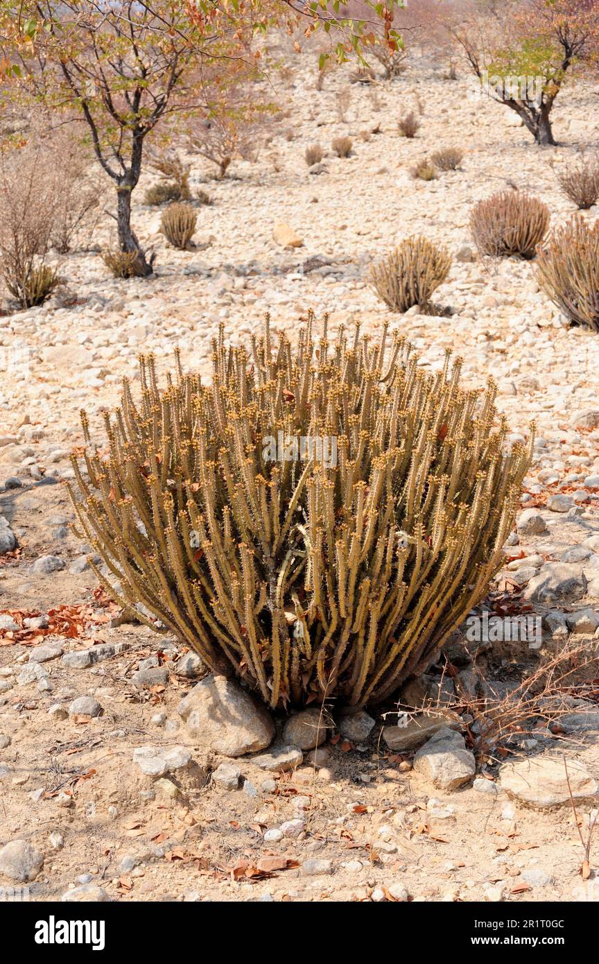 Poison flora hi-res stock photography and images - Alamy