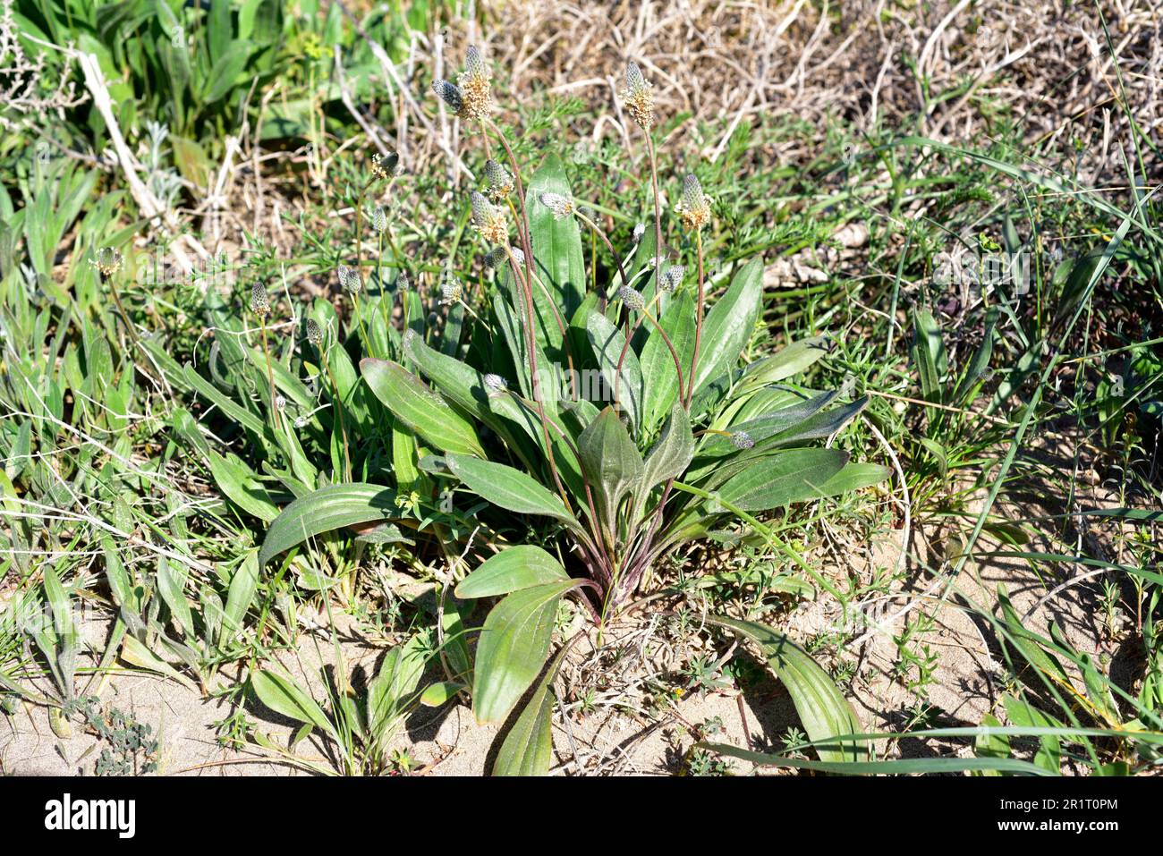 Ribwort herb hi-res stock photography and images - Alamy