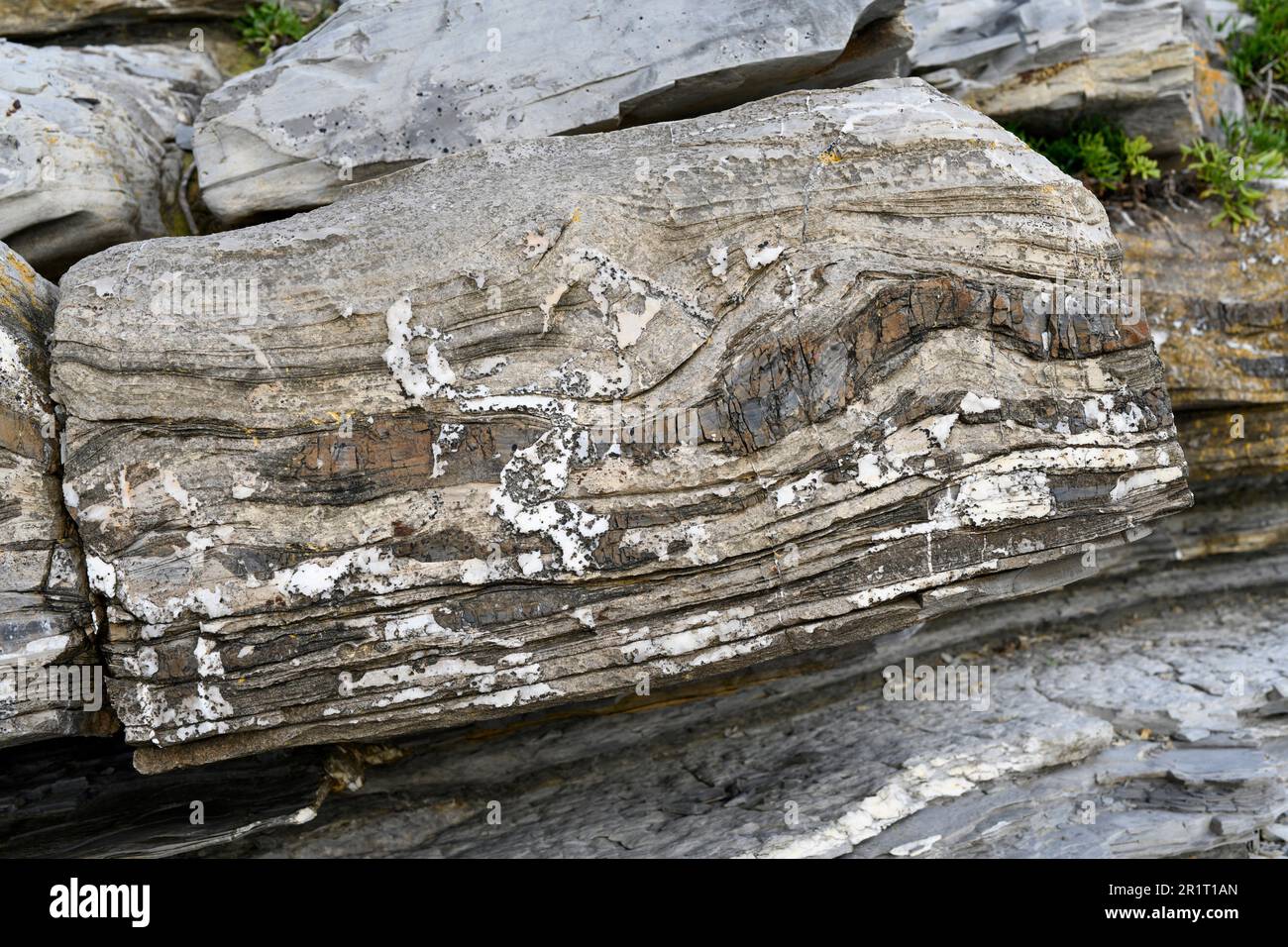 Flint layers and nodules in limestone. This photo was taken in Saint ...