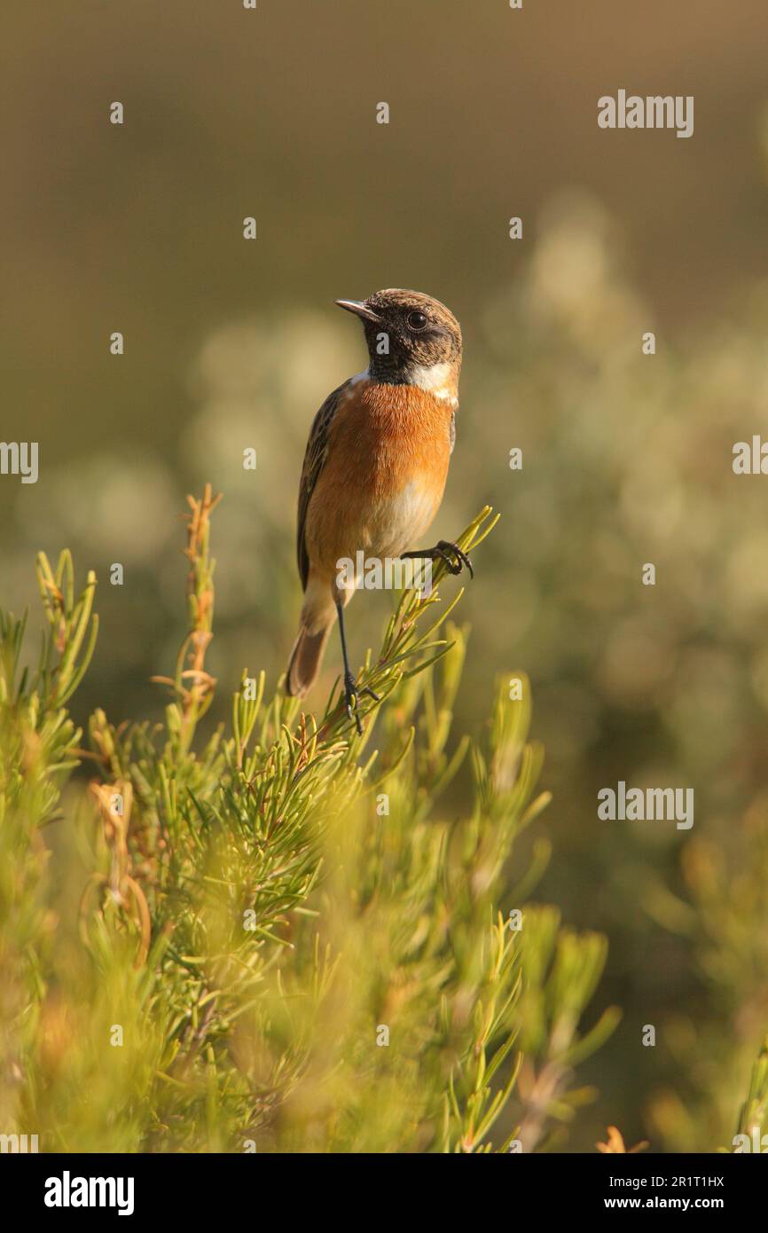 Male african stonechat hi-res stock photography and images - Alamy