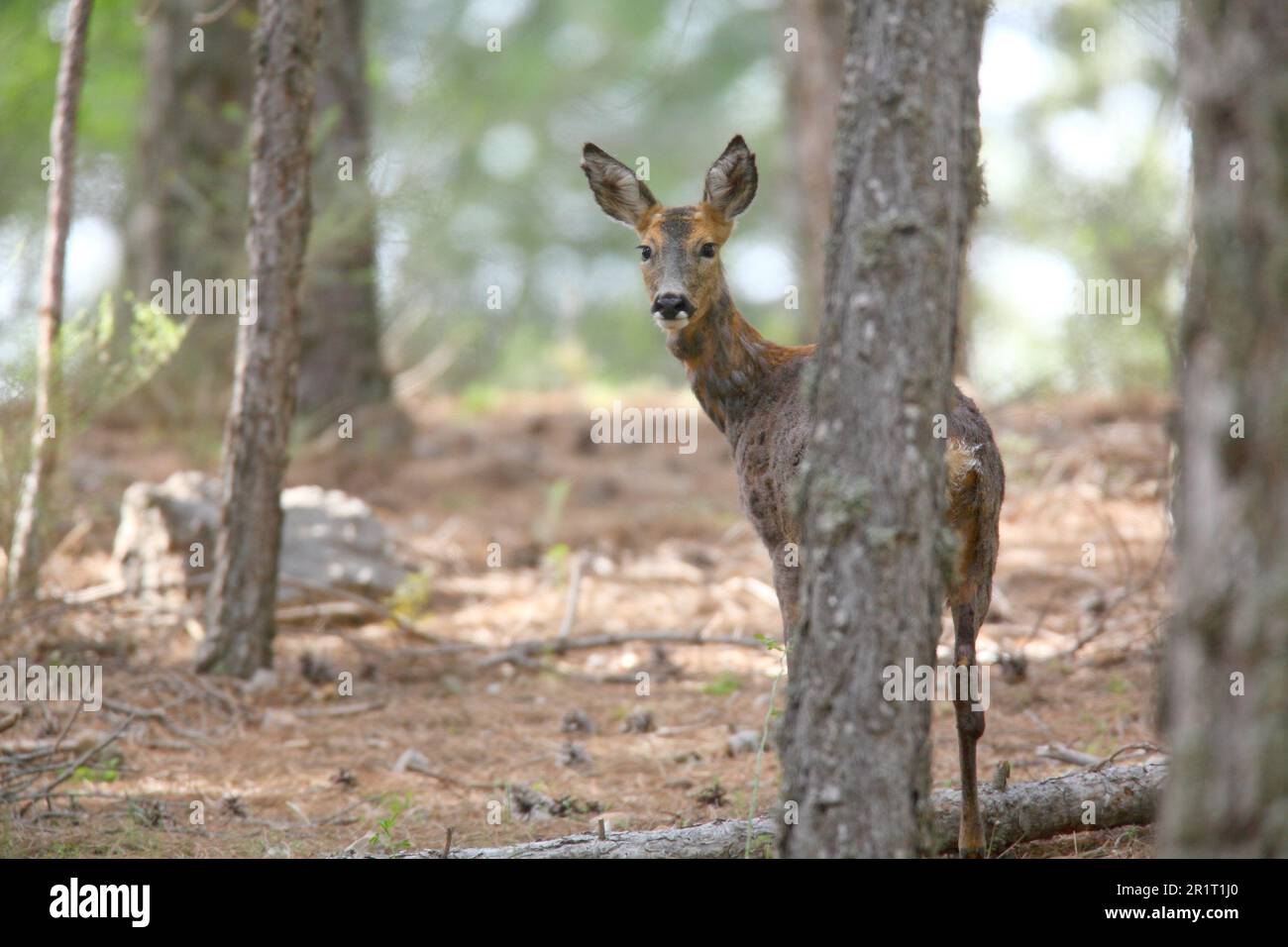 Female roe deer (Capreolus capreolus) in Sierra Javalambre forest, at ...