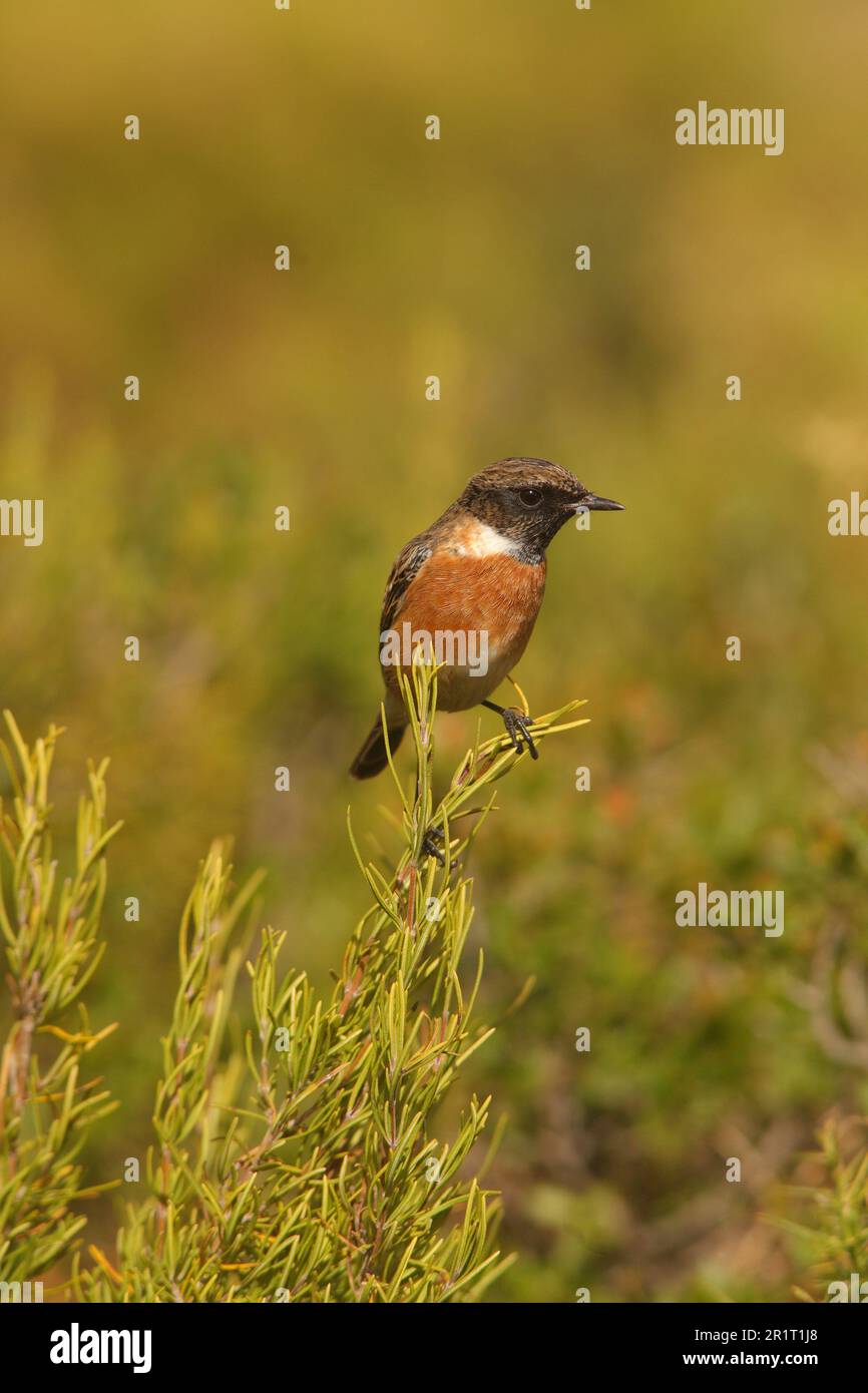 Male african stonechat hi-res stock photography and images - Alamy
