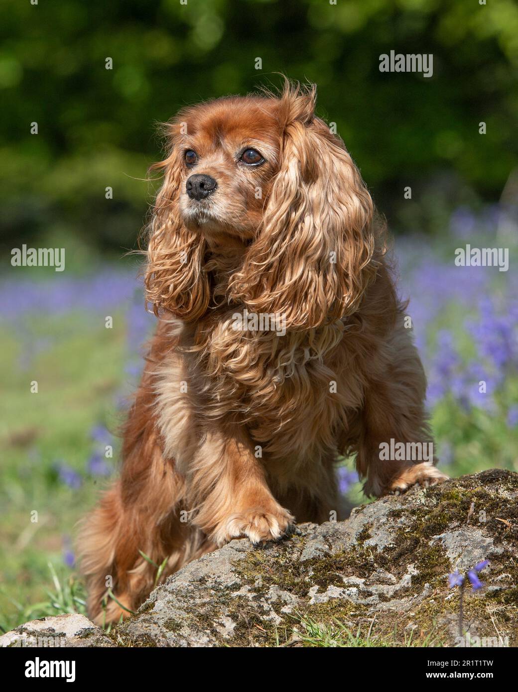 Ruby Cavalier King Charles Spaniel Stock Photo - Alamy