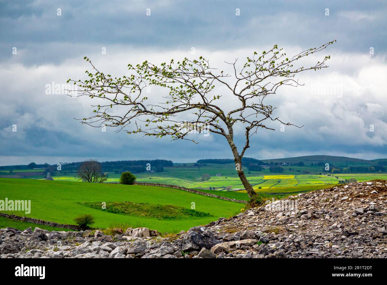 Silhouette of lone tree against a stormy sky near Sheldon in the Peak ...