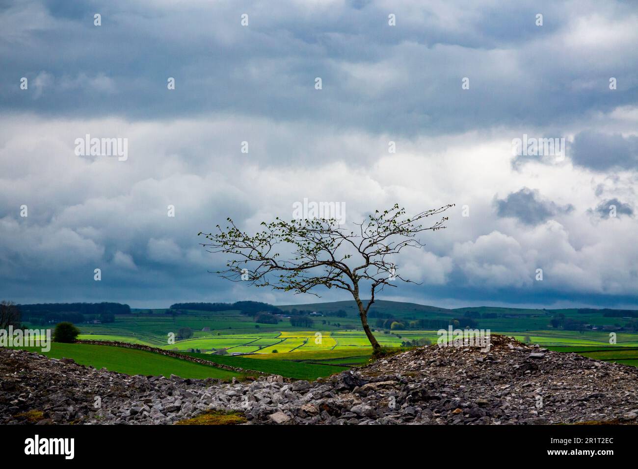 Silhouette of lone tree against a stormy sky near Sheldon in the Peak ...