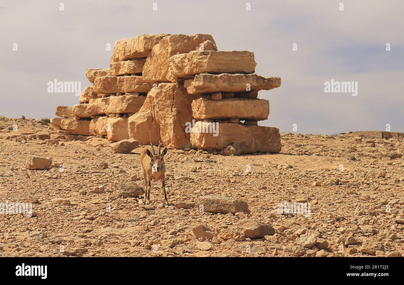 A goat against a stack of stones in a desert Stock Photo - Alamy