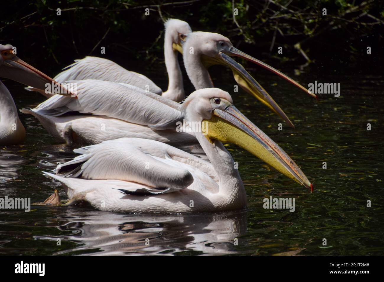 London, England, UK. 15th May, 2023. The resident pelicans in St James ...