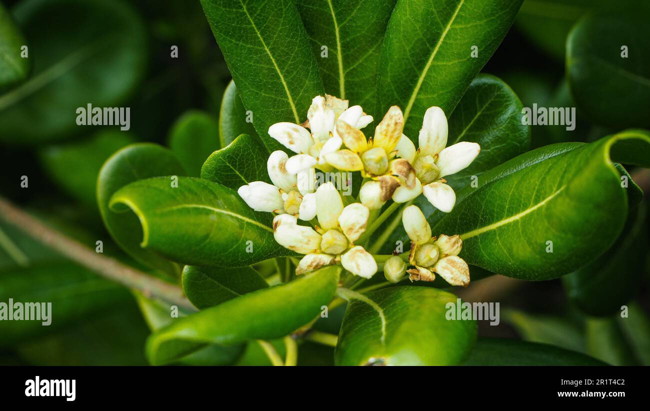 A close-up of a small cluster of white flowers. Australian laurel ...