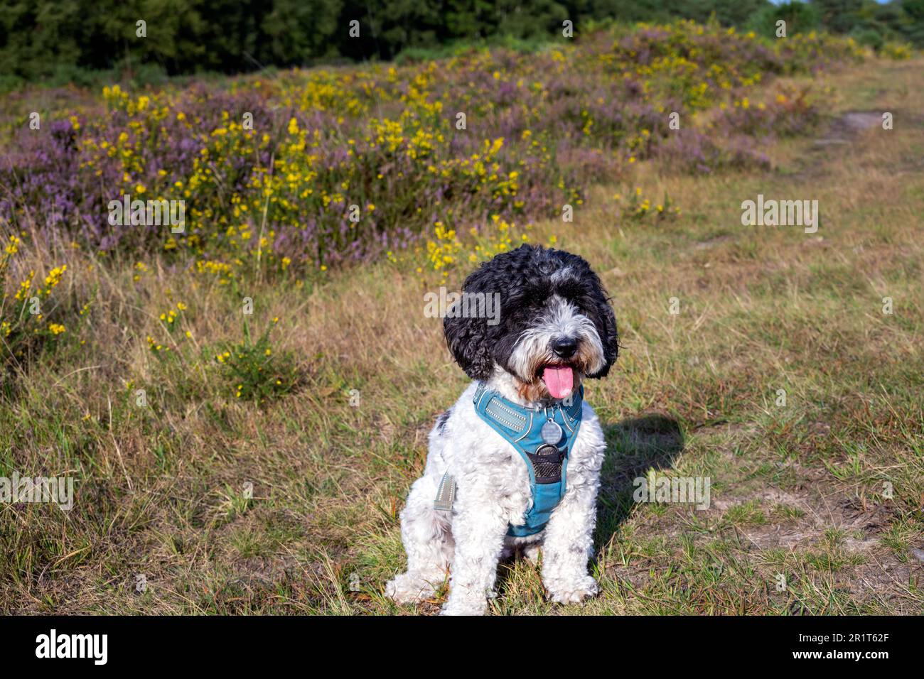 Black and white cockapoo on Ashdown forest in summer Stock Photo - Alamy